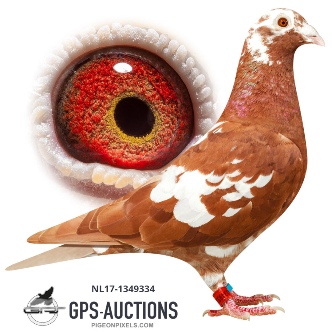 The Arie Dijkstra Special - GPS-Auctions