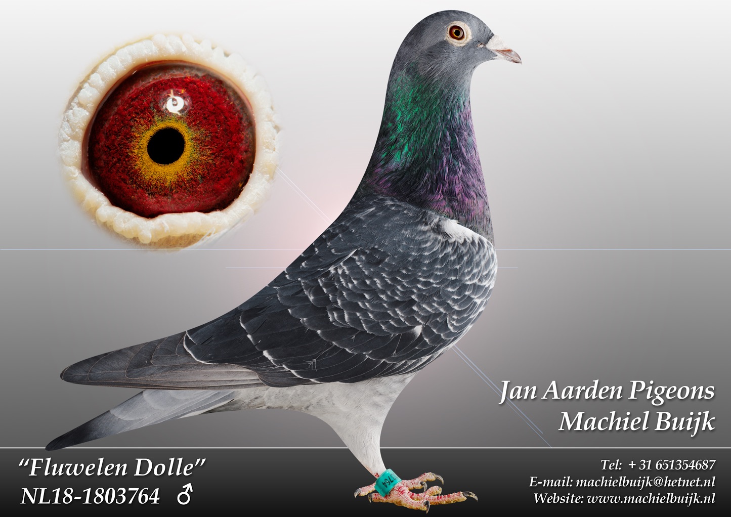 Machiel Buijk "Dolle Special" - GPS-Auctions