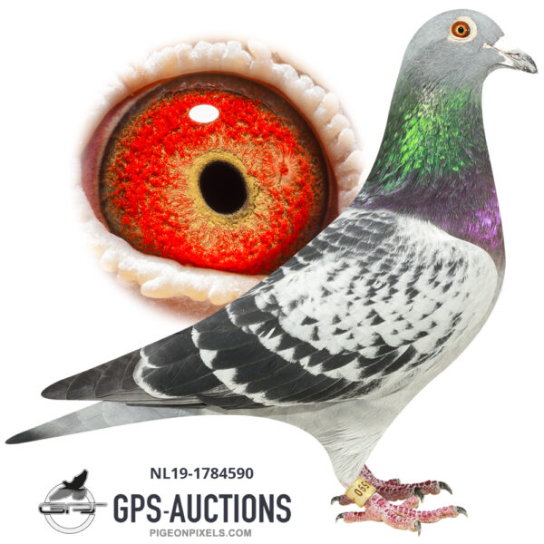 The Peter v.d. Merwe Collection - GPS-Auctions