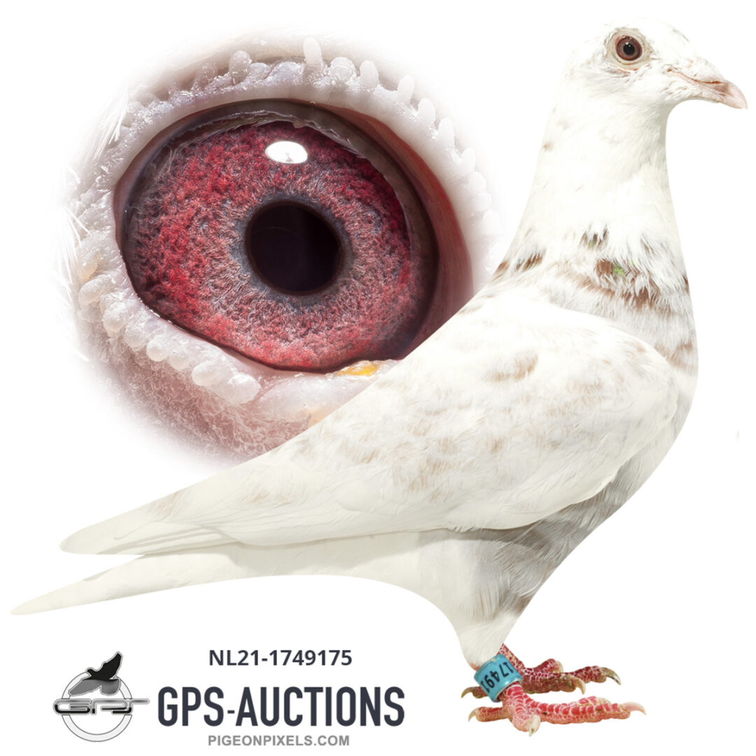Re-Auction P. Konic - GPS-Auctions