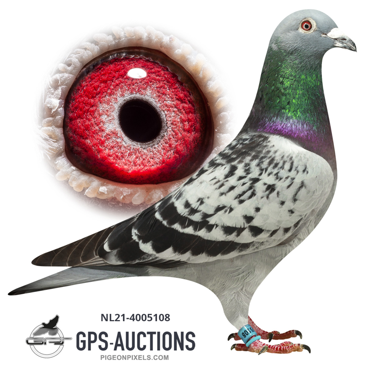 The Best from Team GPS - GPS-Auctions