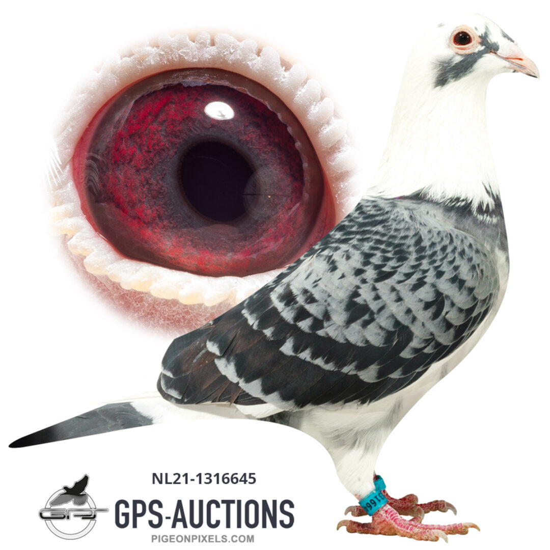 The Best from Team GPS - GPS-Auctions