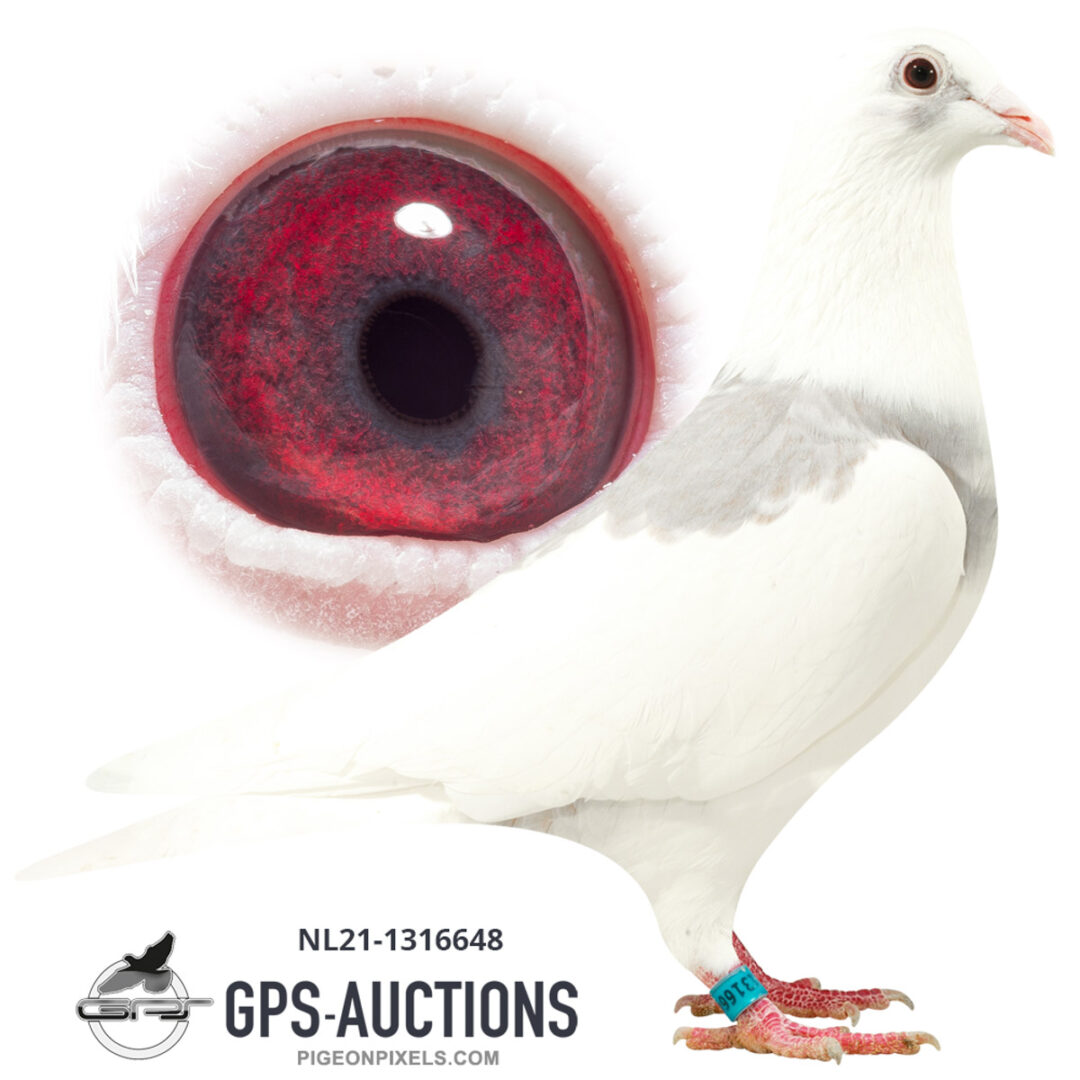 Super Speed Pigeons - GPS-Auctions