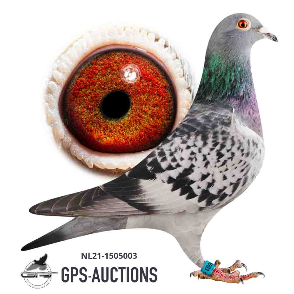 C. & G. Koopman - GPS-Auctions