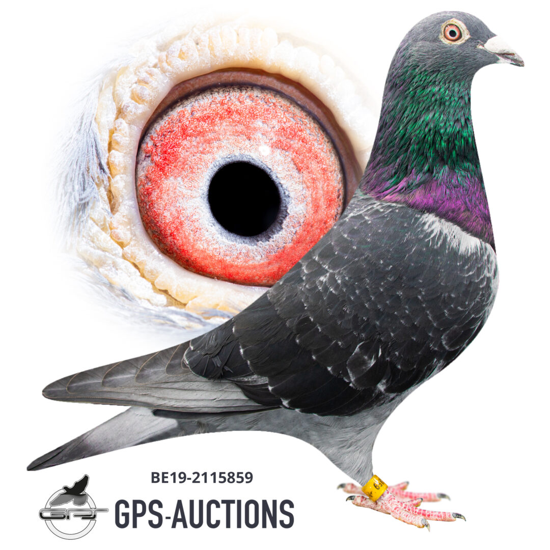 Koen van Roy Part 2 - GPS-Auctions