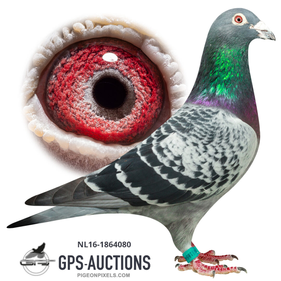 Looking Good Pigeons - GPS-Auctions