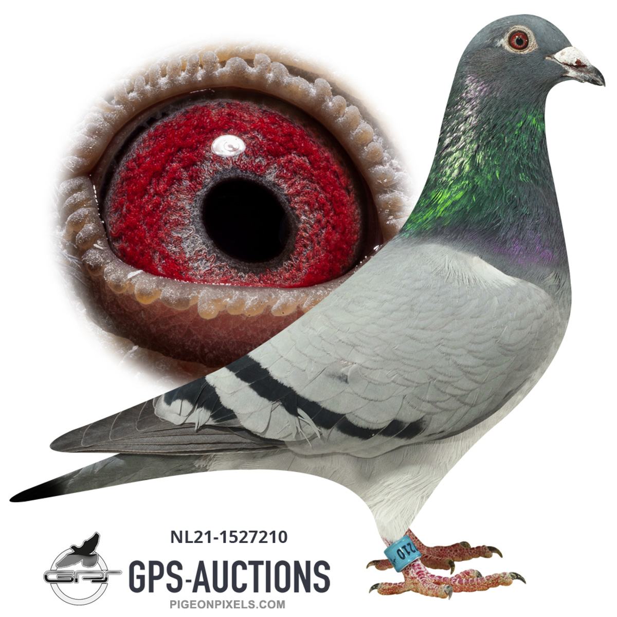 Re-Auction Dutch Pigeons - GPS-Auctions