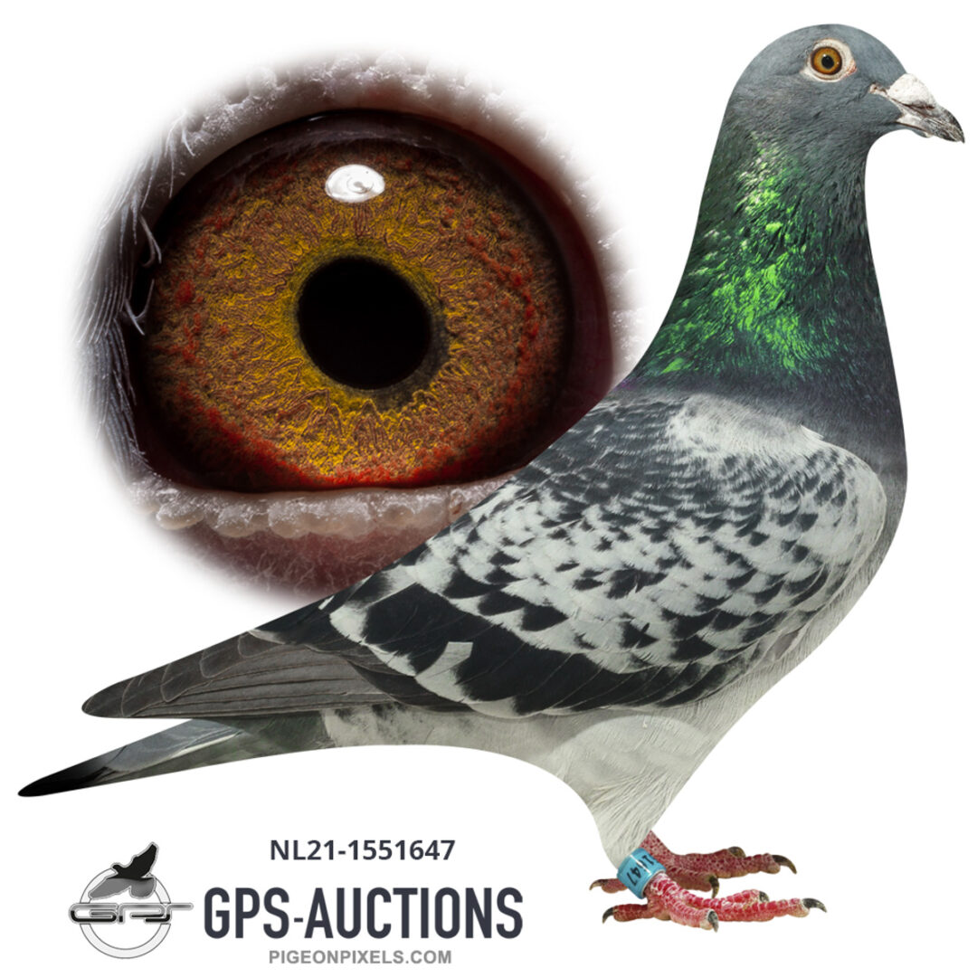 Super Speed Pigeons - GPS-Auctions