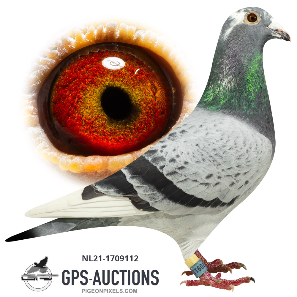The Super Long Distance Pigeons - GPS-Auctions