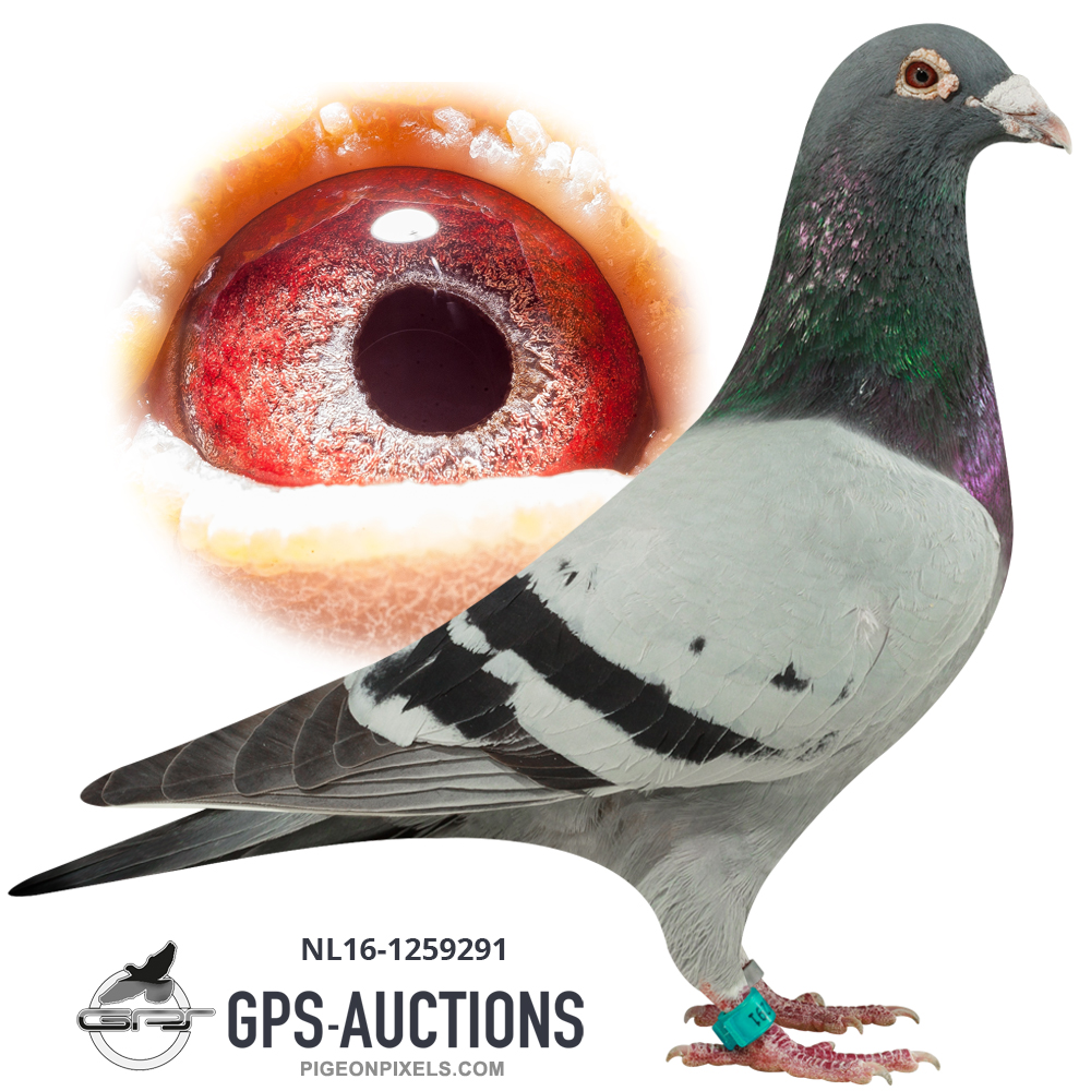 The Alwin Petrie Collection - GPS-Auctions