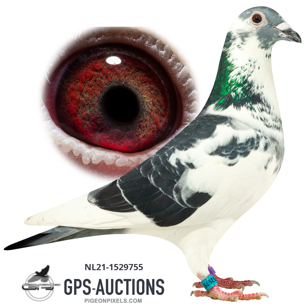 The Tony Berlin Collection - GPS-Auctions