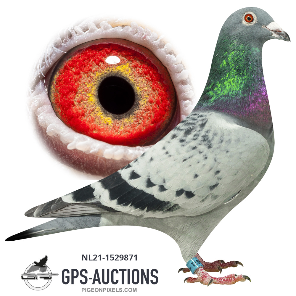 Johan de Vries - GPS-Auctions