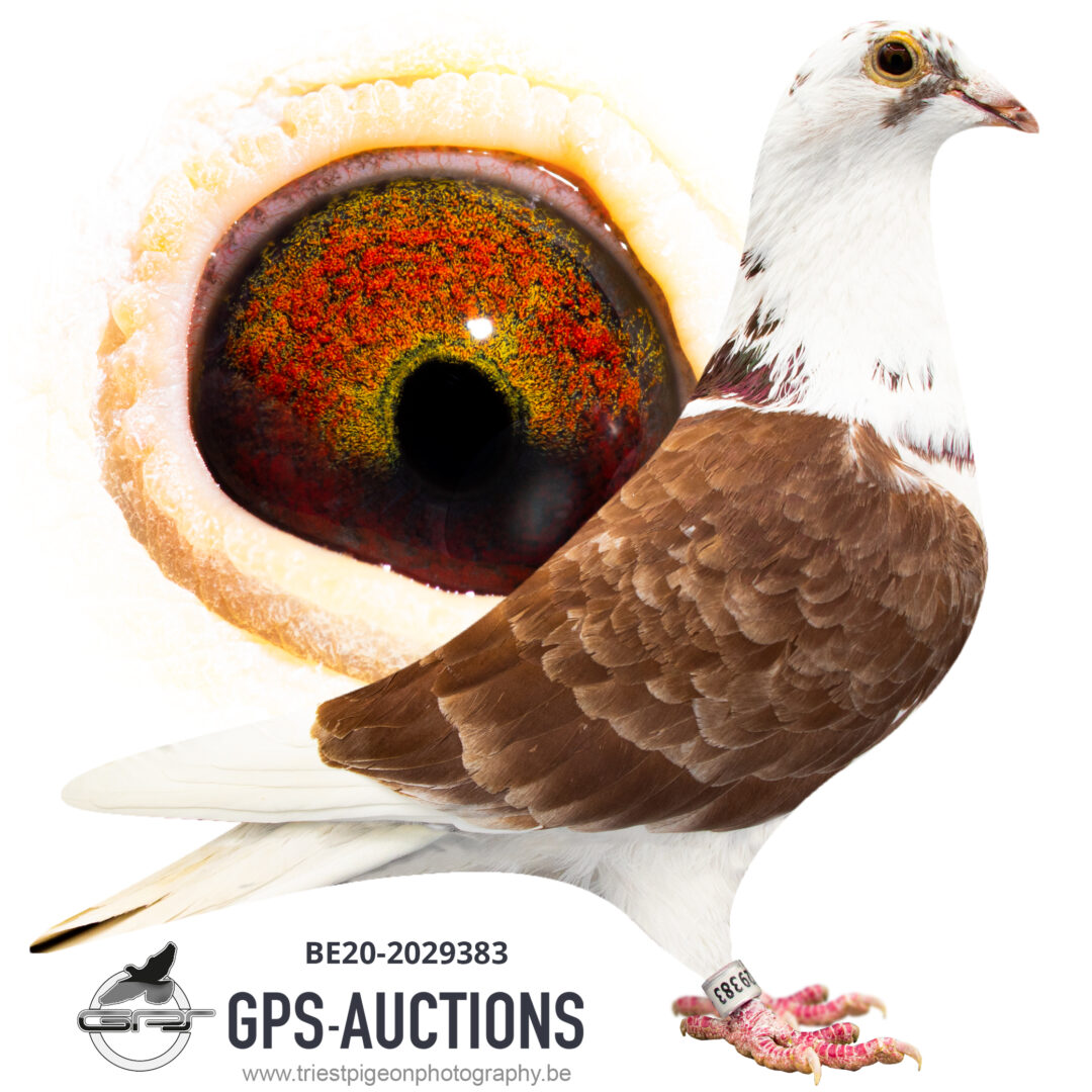 Koen van Roy - GPS-Auctions