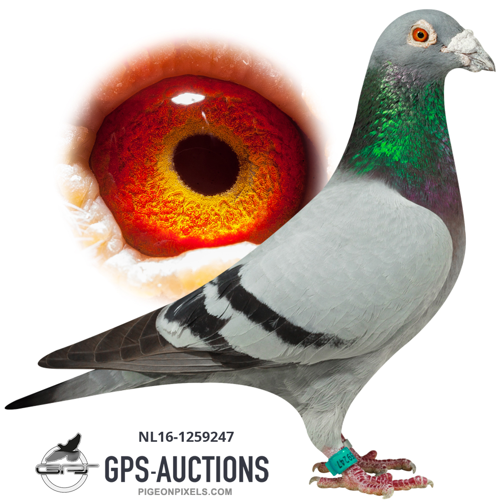 The Alwin Petrie Collection - GPS-Auctions