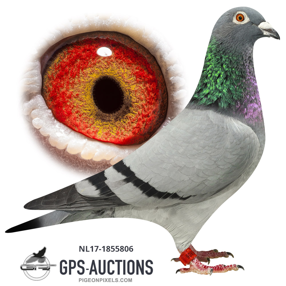 Re-Auction Dutch Pigeons - GPS-Auctions