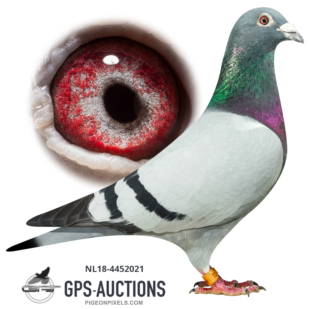 Belgium Speed Pigeons Part 3 - GPS-Auctions