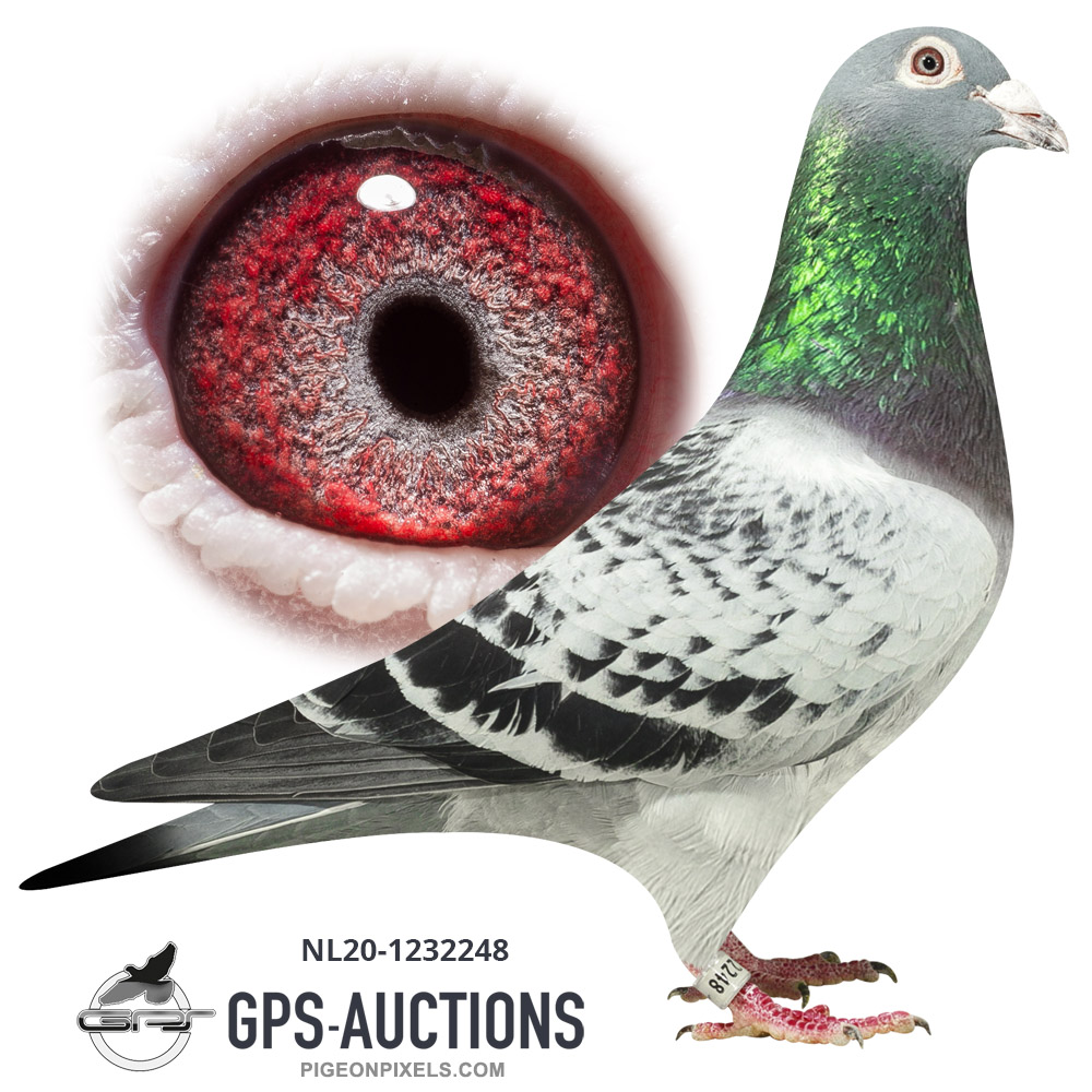 Belgium Speed Pigeons Part 2 - GPS-Auctions