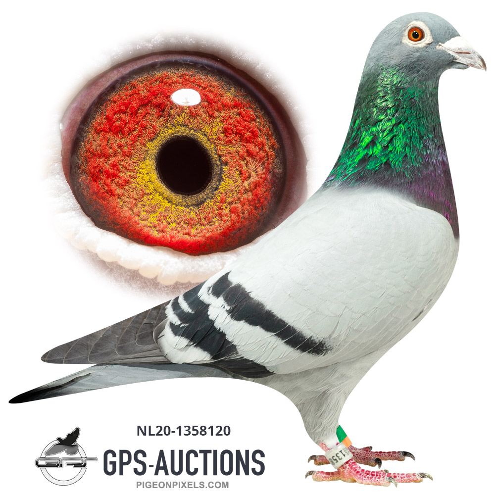 The Super Long Distance Pigeons - GPS-Auctions