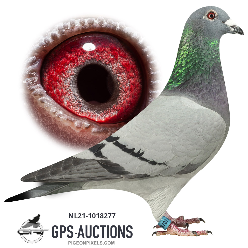 Belgium Speed Pigeons Part 3 - GPS-Auctions
