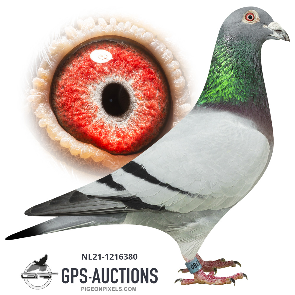 M. Vervelde - Van Toor Special - GPS-Auctions