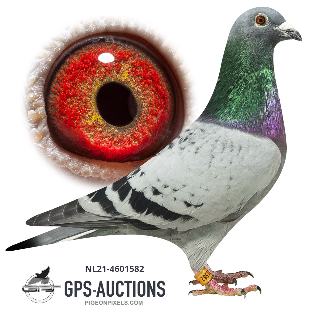 Belgium Speed Pigeons Part 2 - GPS-Auctions