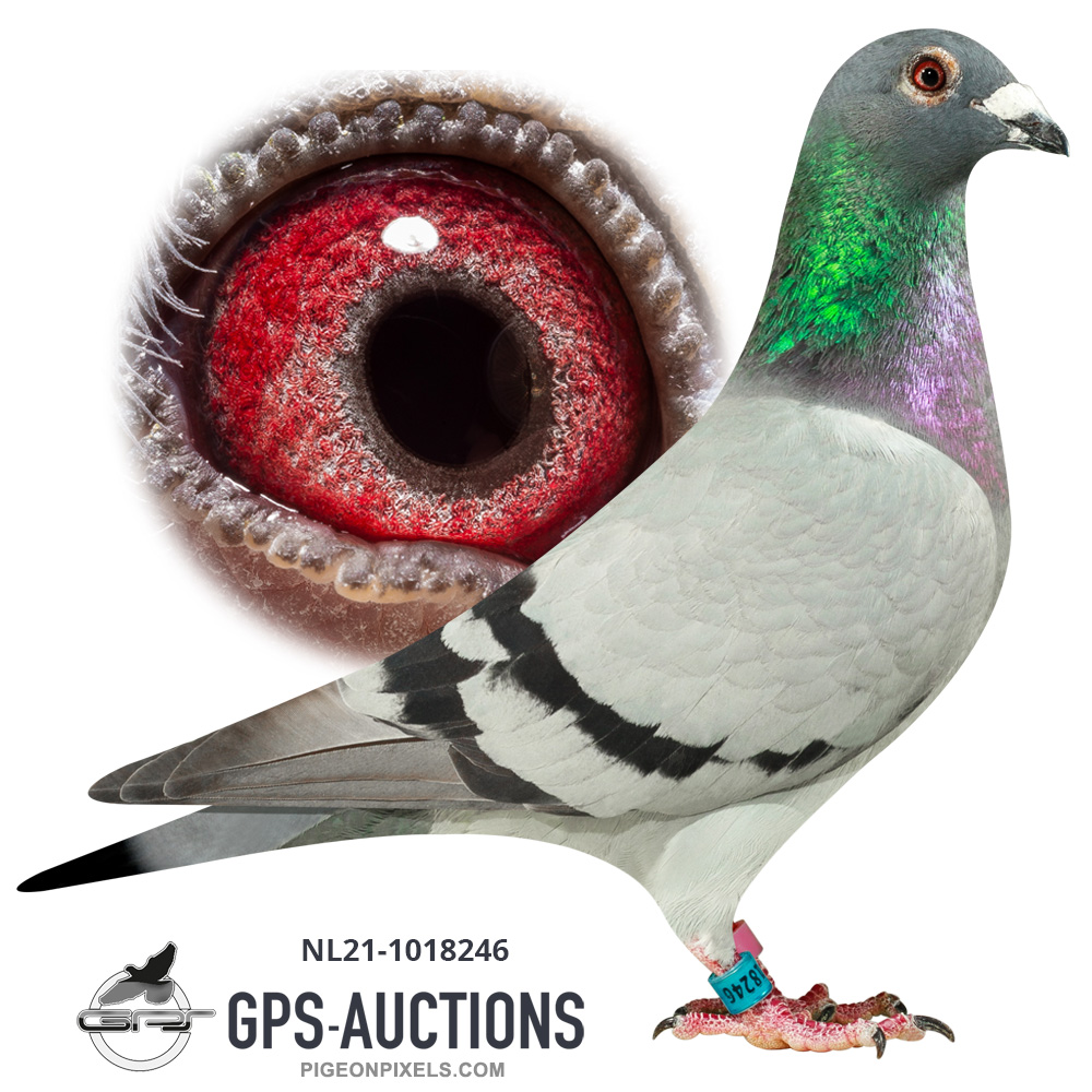 Belgique Speed Pigeons Partie 4 - GPS-Auctions