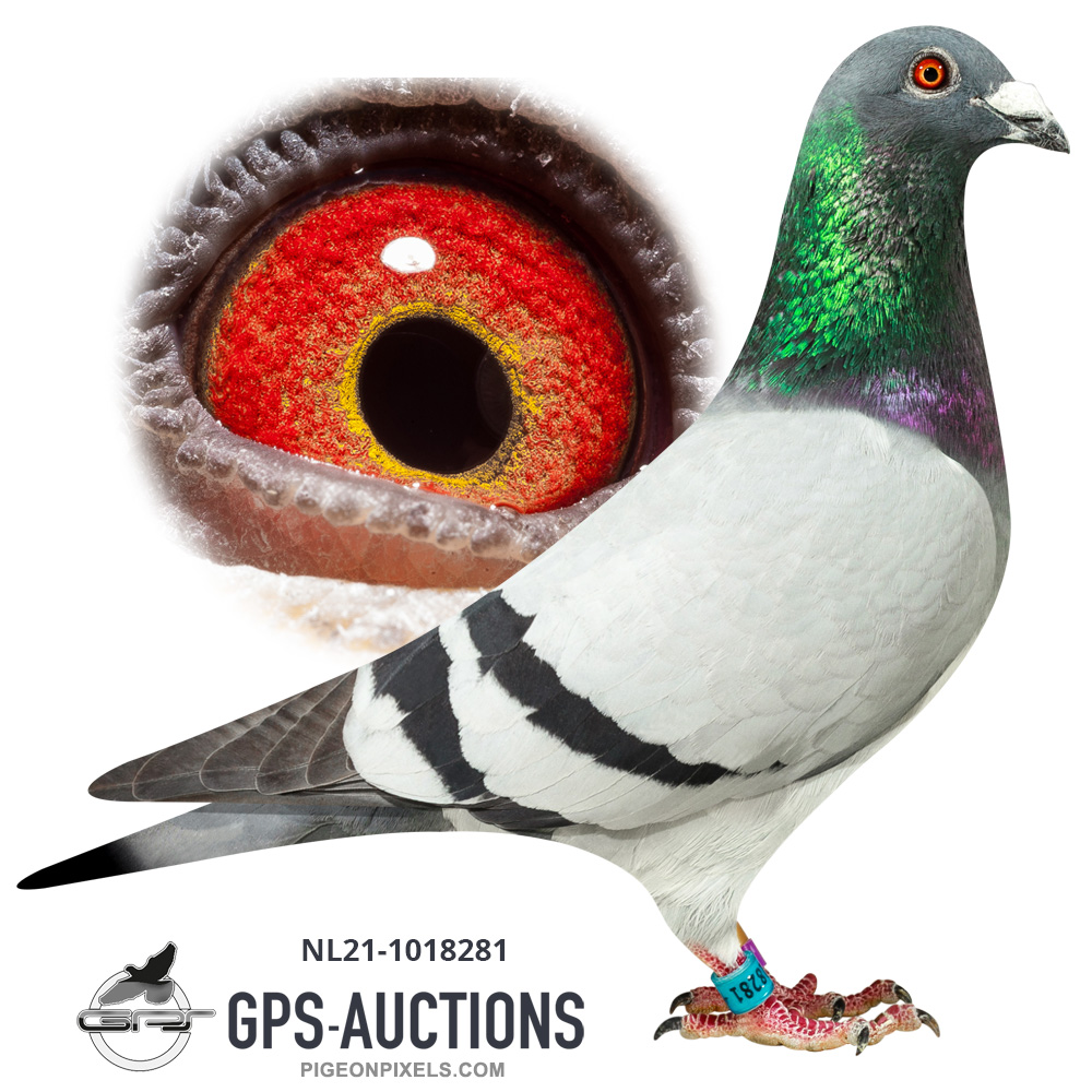Belgium Speed Pigeons Part 4 - GPS-Auctions