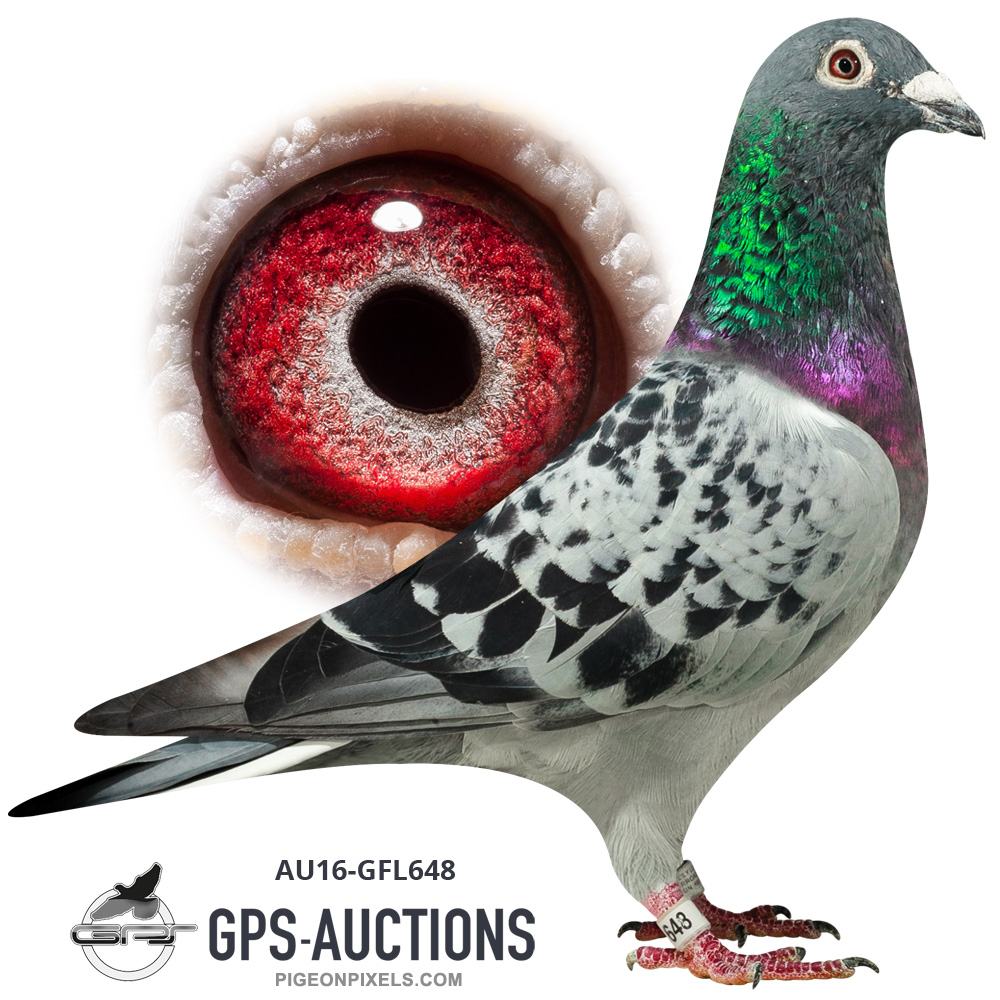 Ganus Family Loft Special - GPS-Auctions