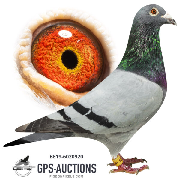Marcel Wouters Special - GPS-Auctions