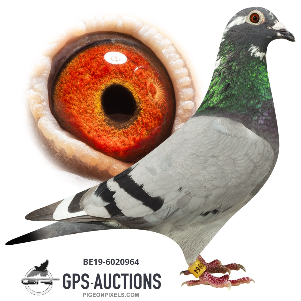 Belçika Toppers - GPS-Auctions