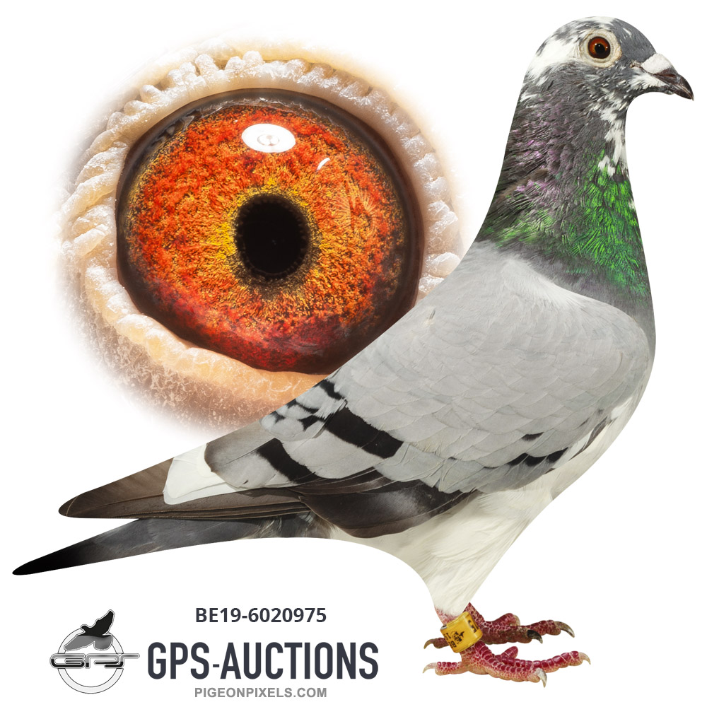 Marcel Wouters Special - GPS-Auctions