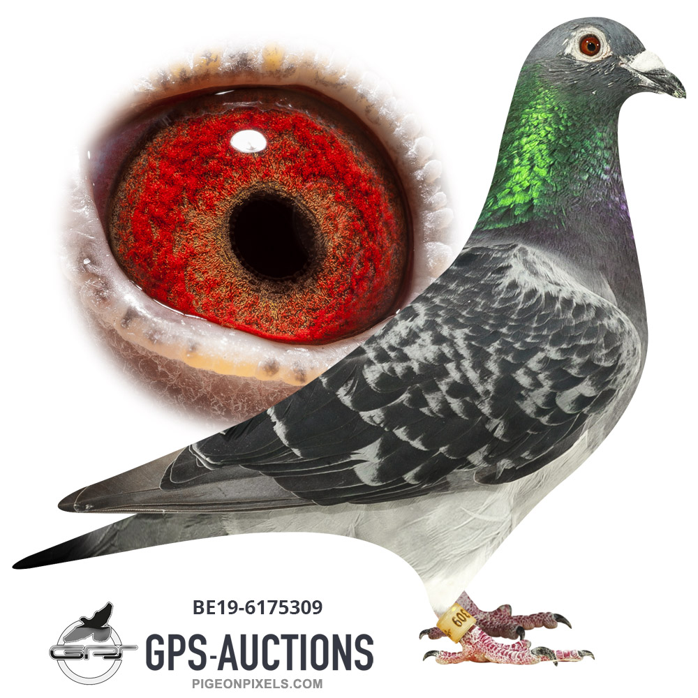 6 Belgium Top Pigeons - GPS-Auctions