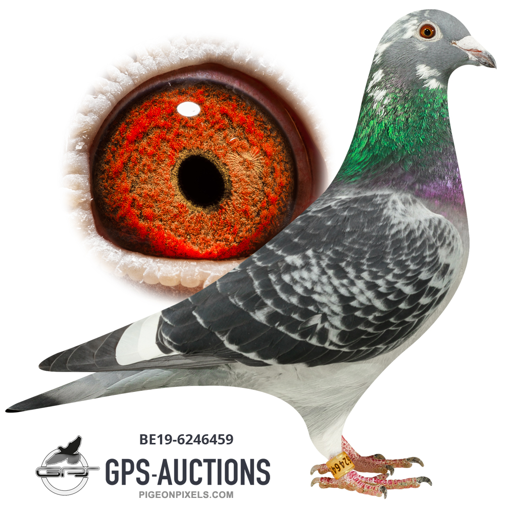 September Diamonds - GPS-Auctions
