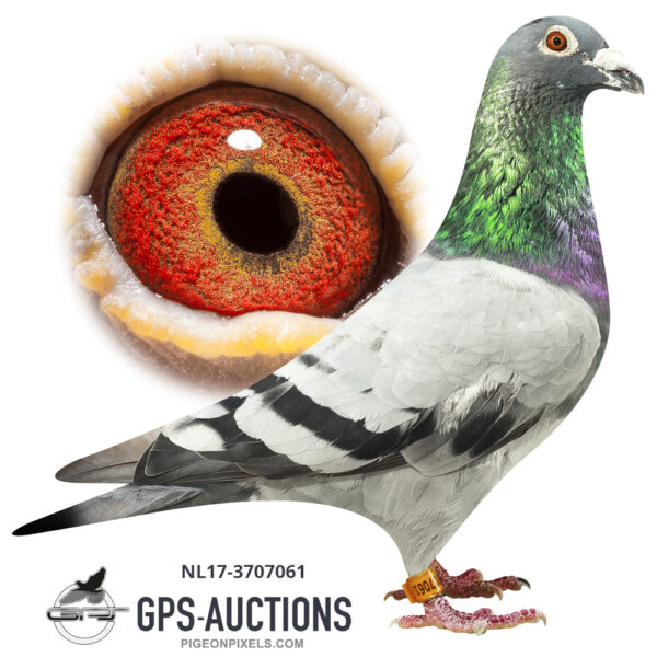 Adrian Stroo Part 2 - GPS-Auctions