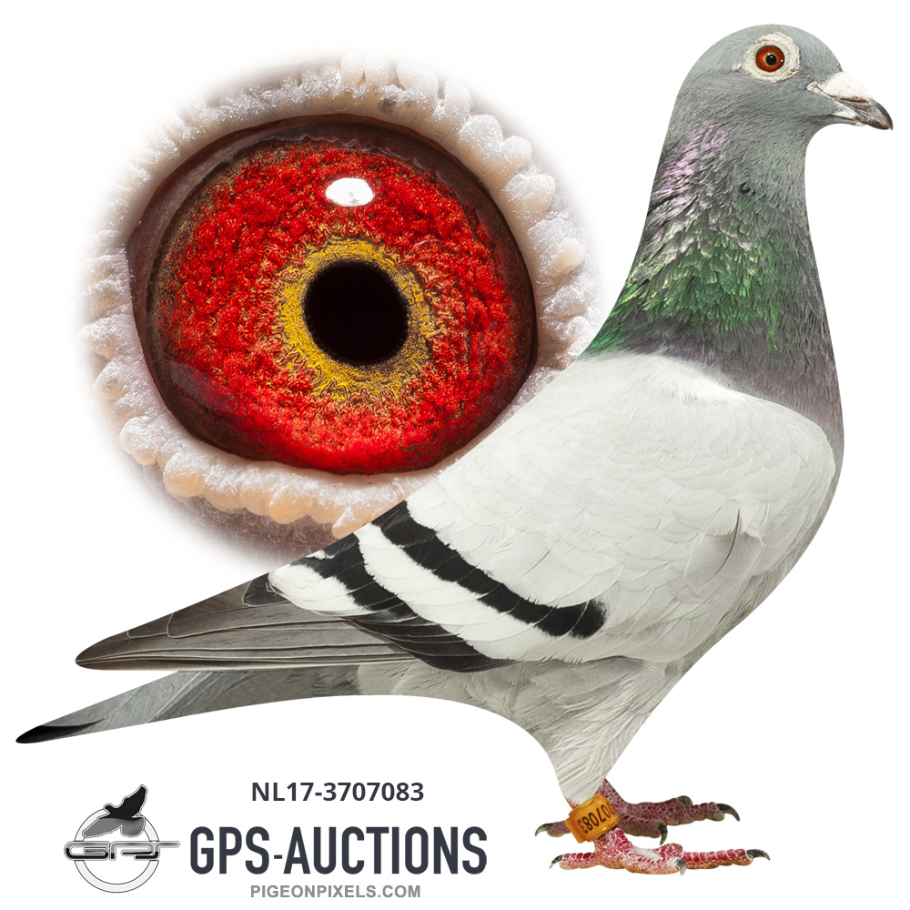 Adri Stroo Part 1 - GPS-Auctions