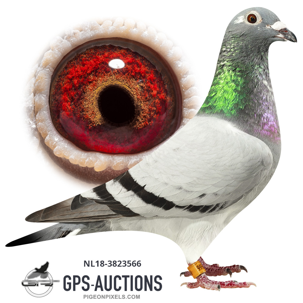 Adrian Stroo Part 2 - GPS-Auctions