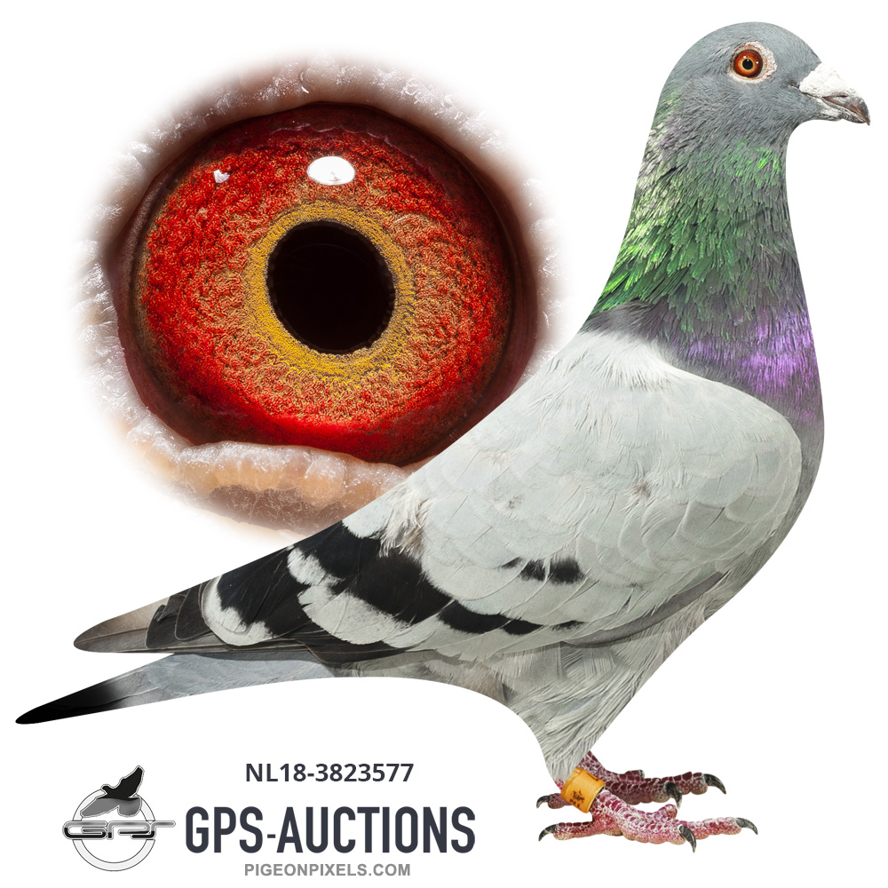 Adri Stroo Parte 2 - GPS-Auctions