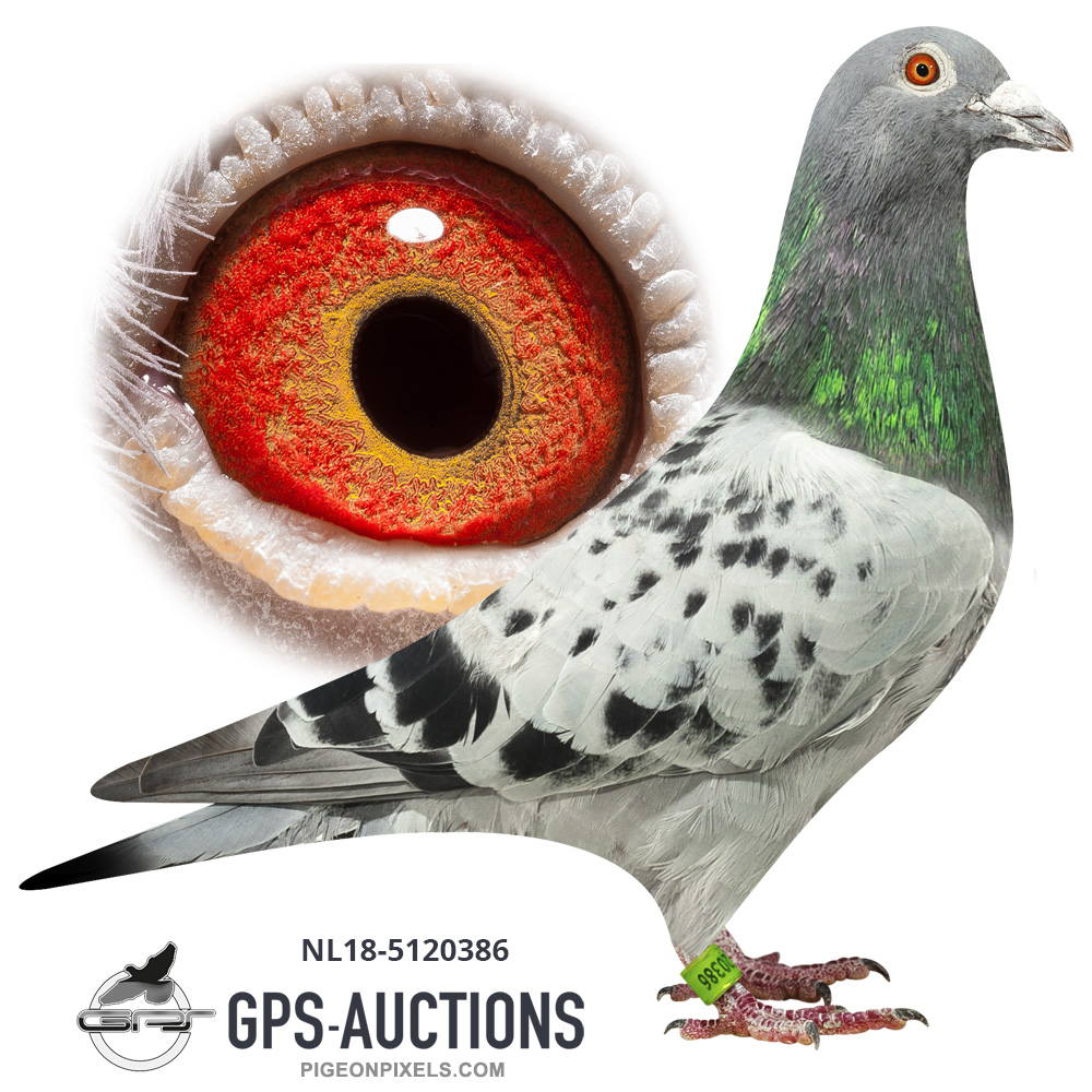 Adrian Stroo Part 1 - GPS-Auctions