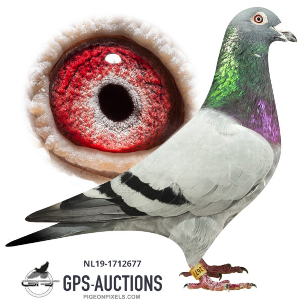 Adrian Stroo Part 2 - GPS-Auctions