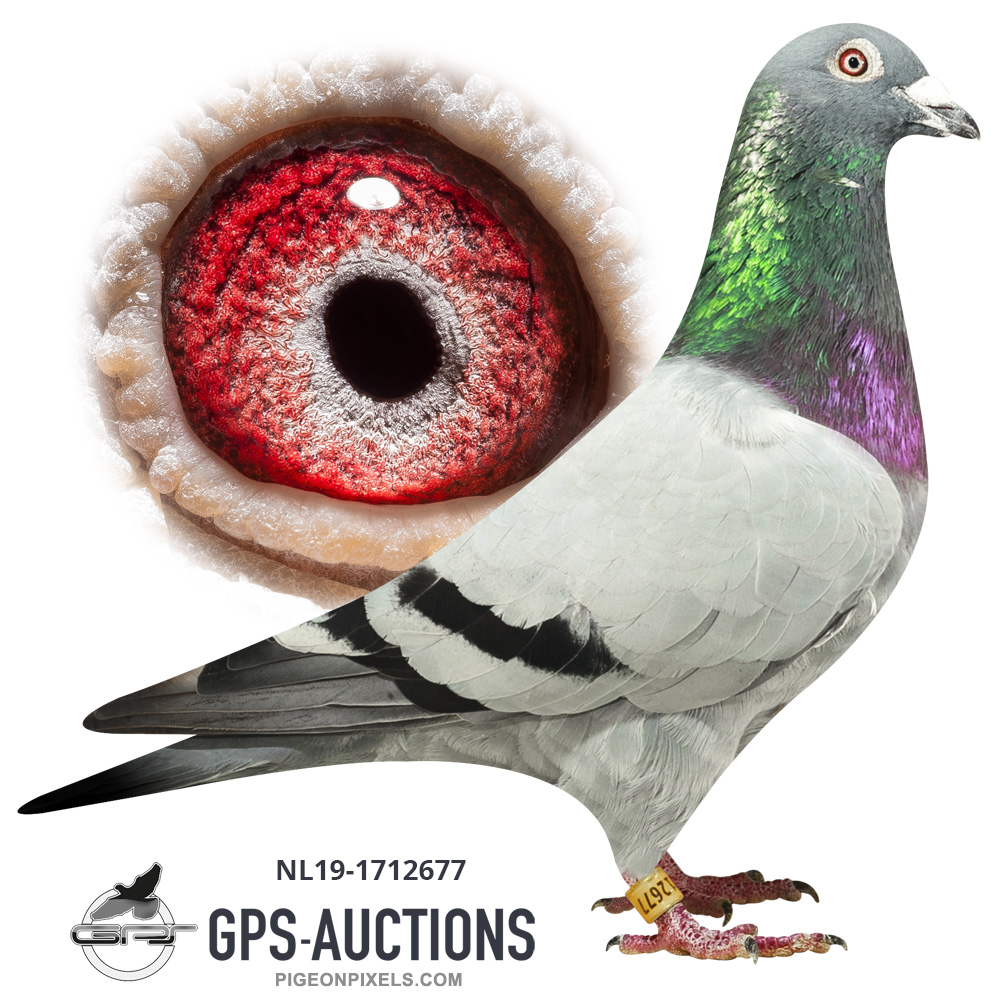 Adri Stroo Part 2 - GPS-Auctions