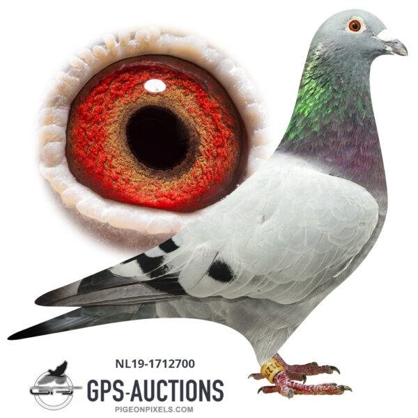 Adrian Stroo Part 2 - GPS-Auctions