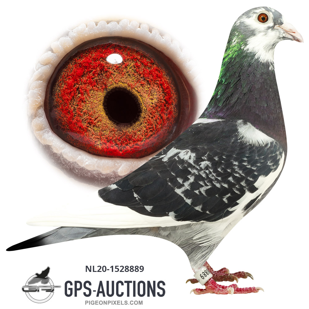 The Super Long Distance Pigeons - GPS-Auctions