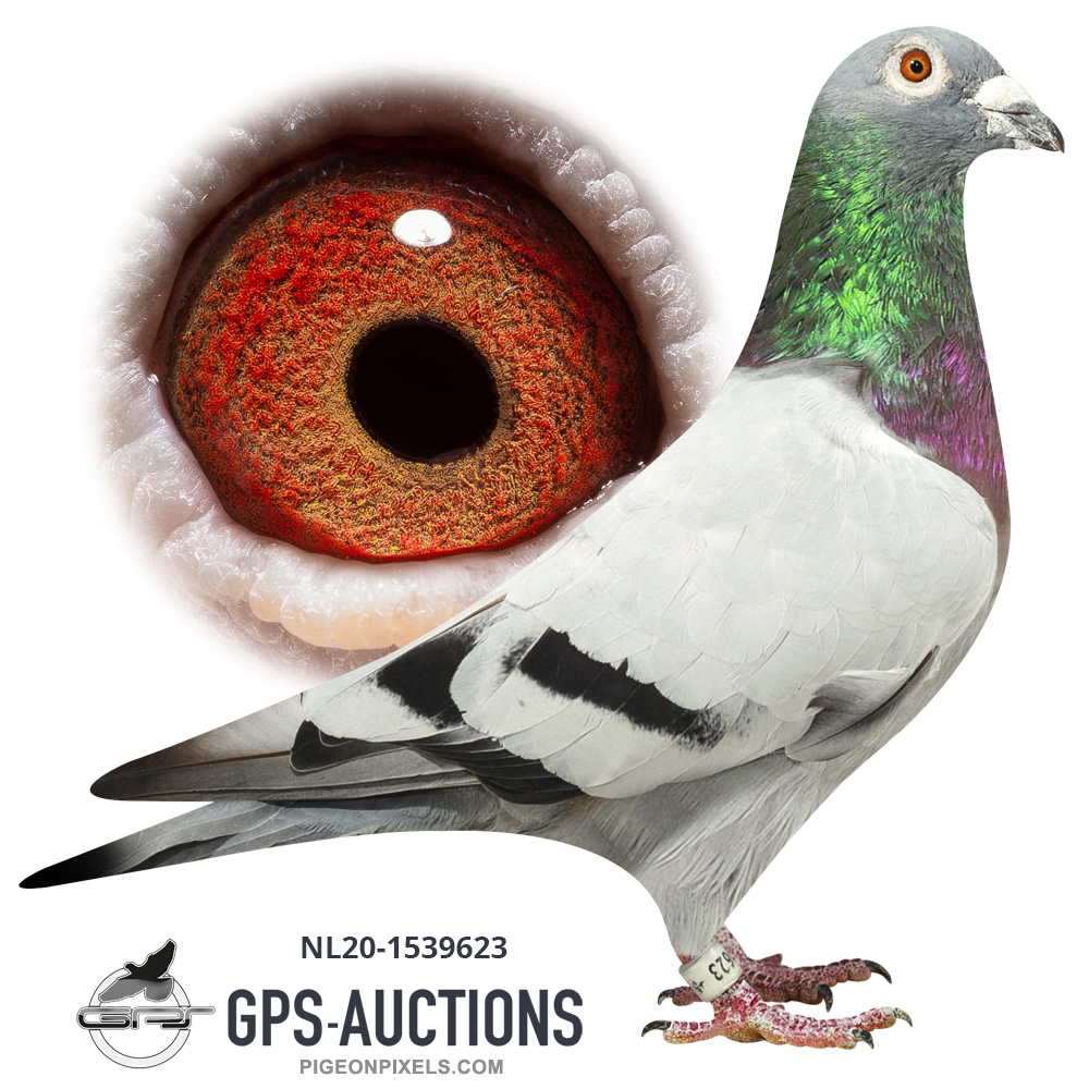 Adrian Stroo Part 1 - GPS-Auctions