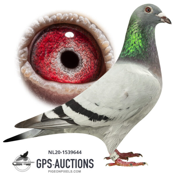 Adri Stroo Part 1 - GPS-Auctions