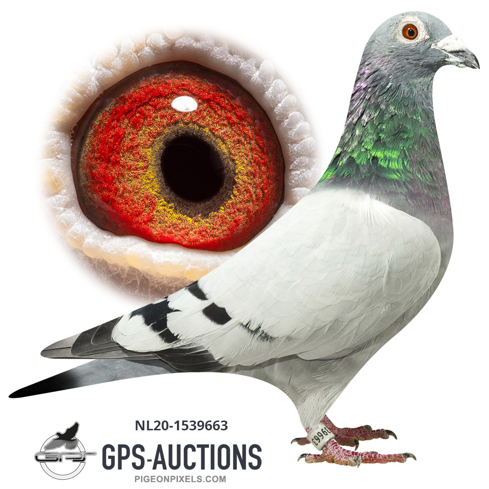 Adrian Stroo Part 2 - GPS-Auctions