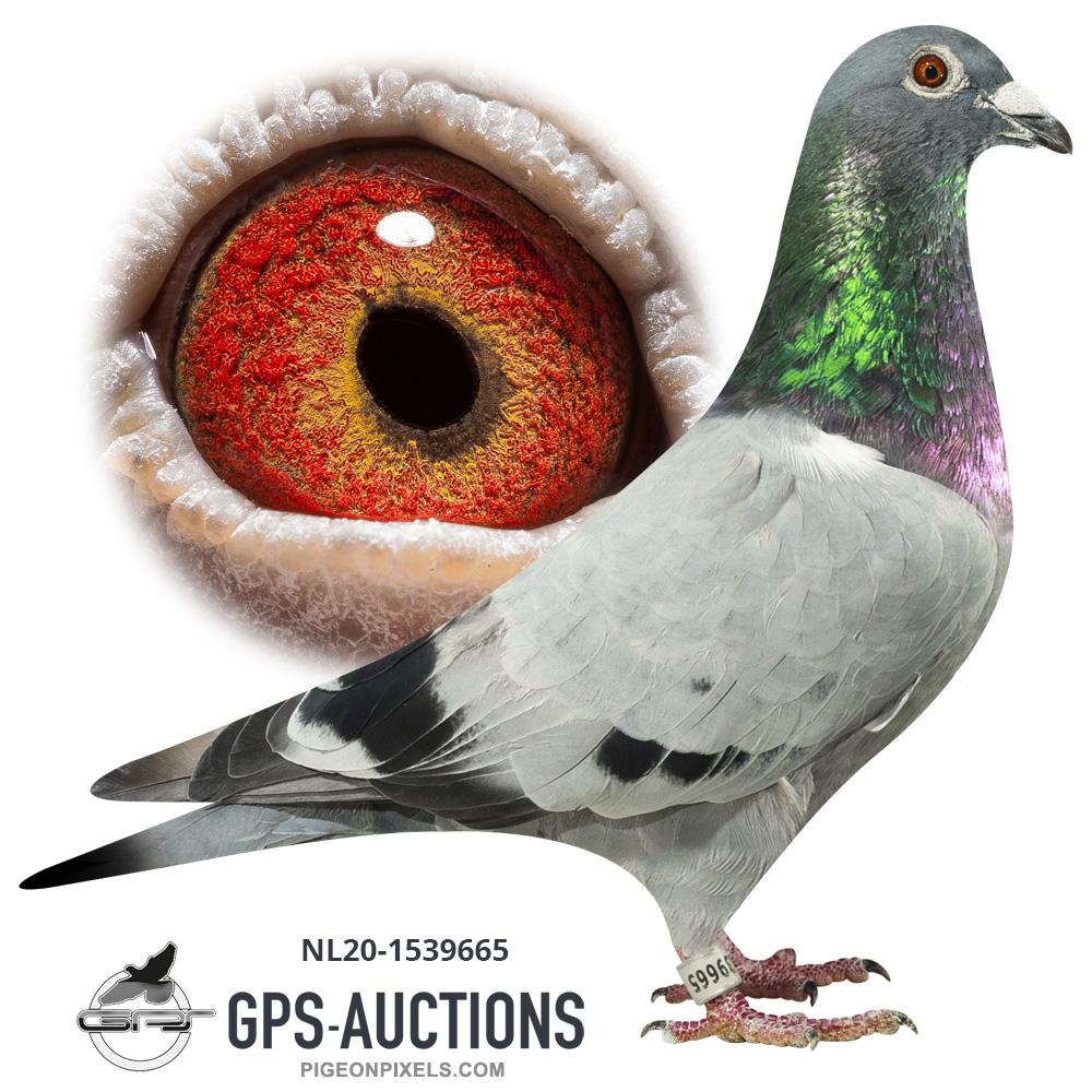 Adrian Stroo Part 2 - GPS-Auctions