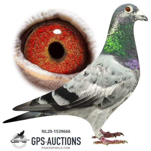 Adri Stroo Part 1 - GPS-Auctions