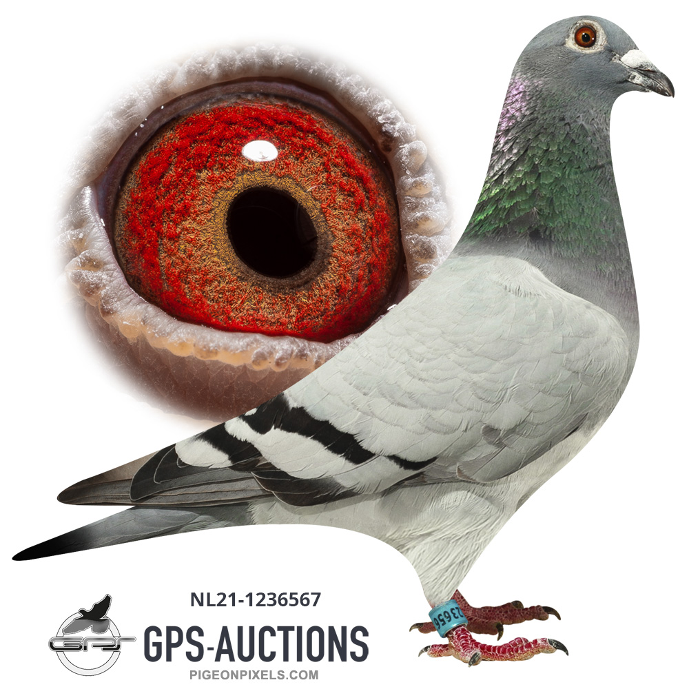 Adri Stroo Part 1 - GPS-Auctions