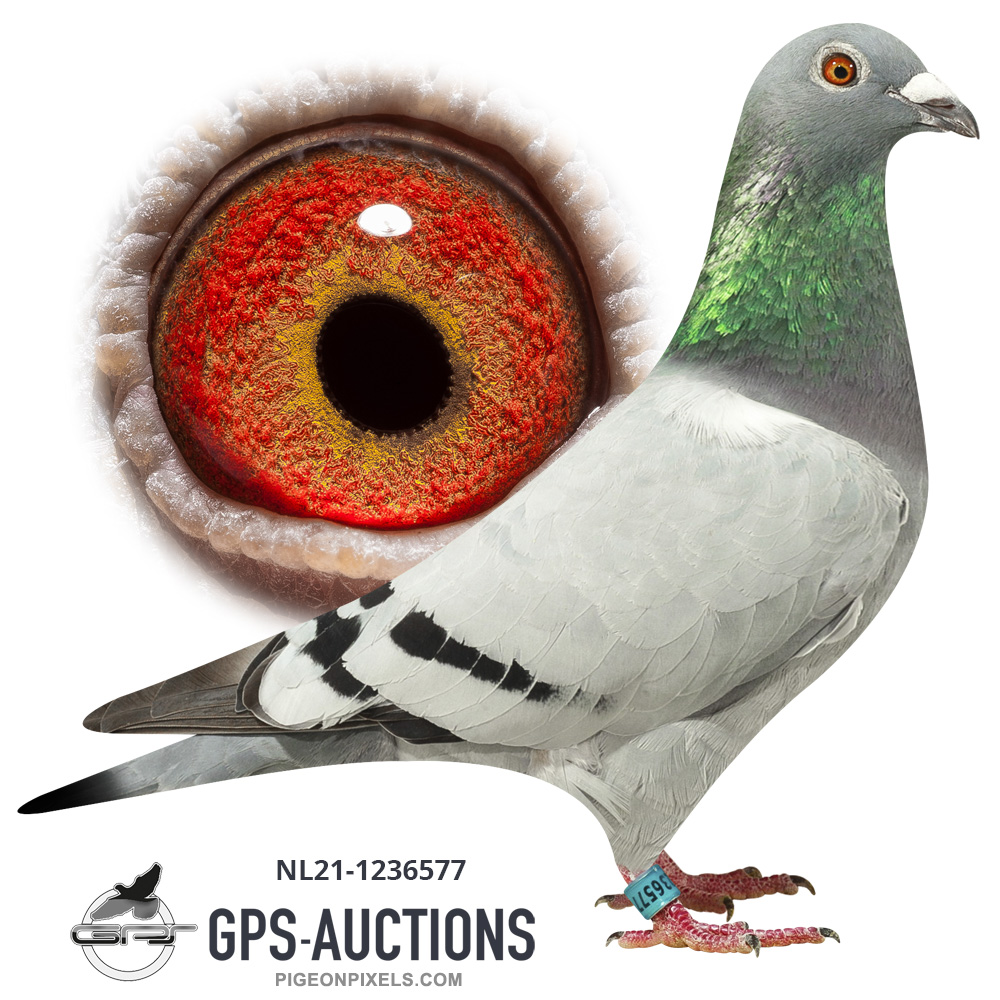 Adrian Stroo Part 2 - GPS-Auctions