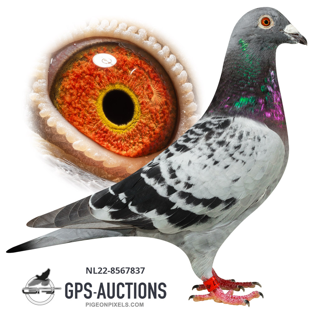 Re-Auction Dutch Pigeons - GPS-Auctions